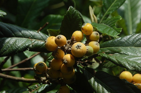初心者の果樹栽培｜庭植え鉢植えで大収穫