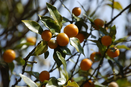 キンカンの種類は？ - 初心者の果樹栽培｜庭植え鉢植えで大収穫
